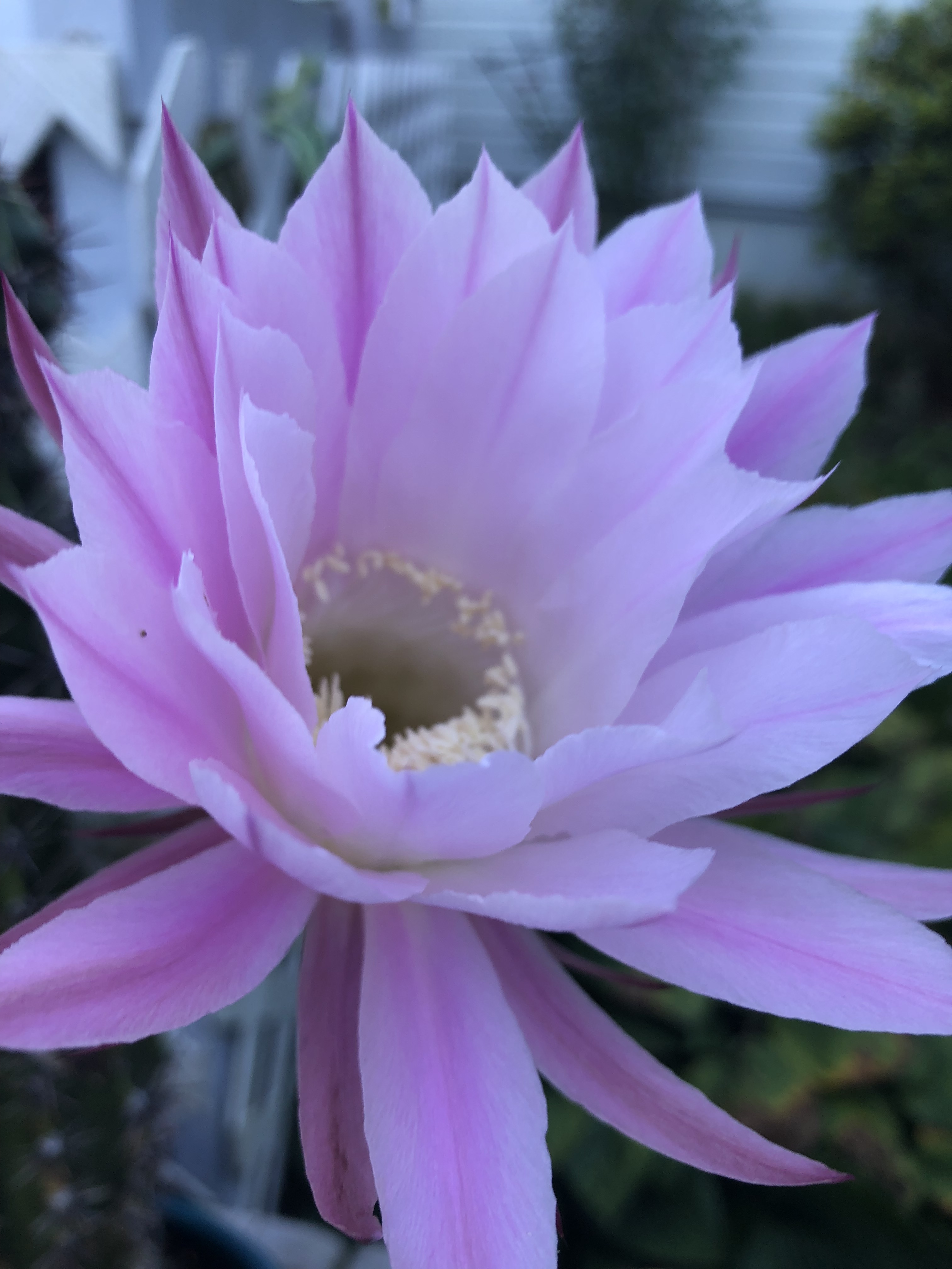 Health and Beauty – Lux Leaf Botanicals